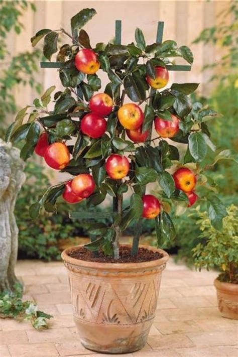 Best Fruits And Berries For Containers And Tips For Growing Them
