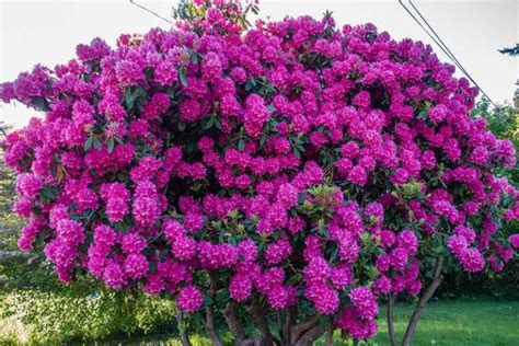 Arbres à fleurs roses en été 11 variétés incontournables