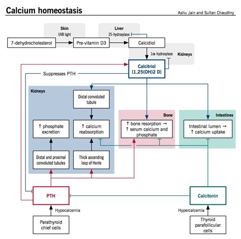 Calcium Homeostasis And Osteoporosis Mcmaster Pathophysiology Review