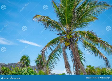Clear Cloudless Blue Sky And A Tall Coconut Tree In The Foreground Of