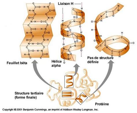 Les protéines structure