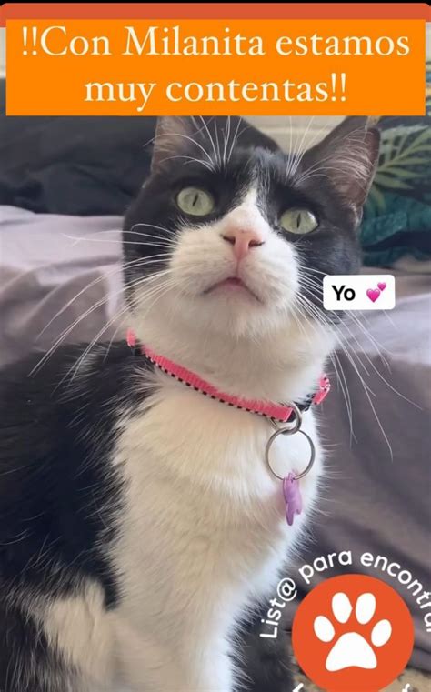 Adopta Una Mascota Milana Las Condes