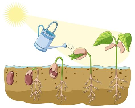 Germinaci N De Semillas De Plantas Con La Ayuda De La Luz Solar Y El