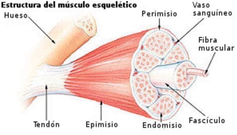 Fichas De Aprendizaje Histologia Er Parcial Tejido Muscular Quizlet