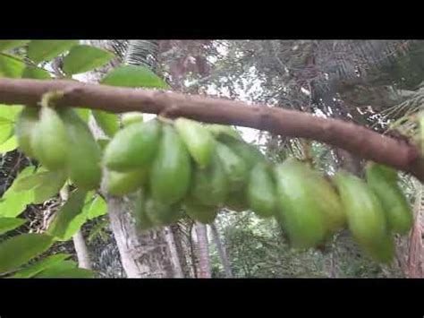 Belimbing Wuluh Untuk Alternatif Obat Darah Tinggi Alami YouTube