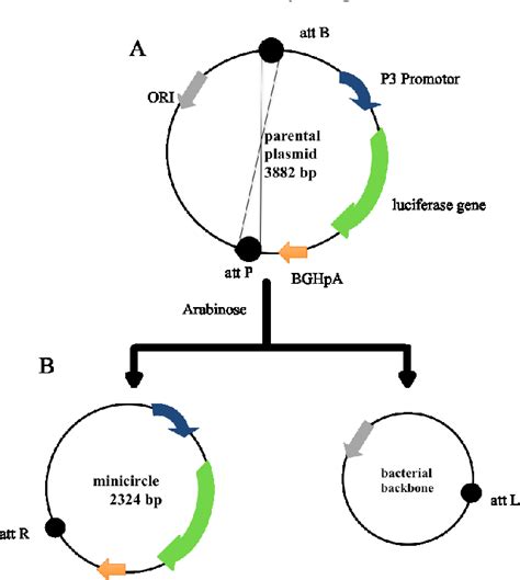 Figure From Hydrodynamic Retrograde Intrabiliary Injection Hrii In
