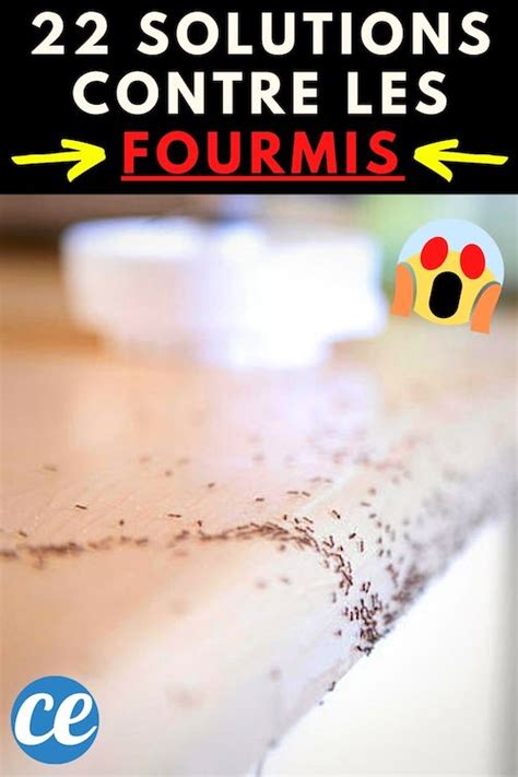 Anti Fourmis 22 Solutions Répulsives Naturelles et Efficaces Anti