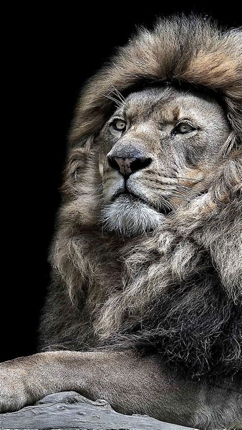 Lion Black And White Wallpapers Wallpaper Cave Atelier Yuwa Ciao Jp