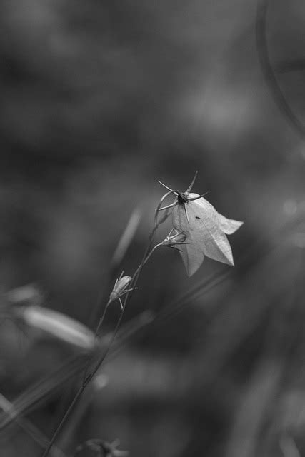 Blåklocka Vild Blomma Gratis foto på Pixabay Pixabay