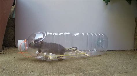 Piege Pour Souris Fait Maison Ventana Blog