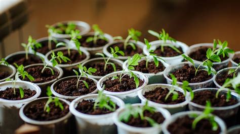 Comment retourner la terre de votre potager pour préparer la nouvelle