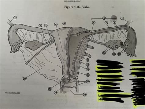Frontal View Of Female Reproductive System Flashcards Quizlet