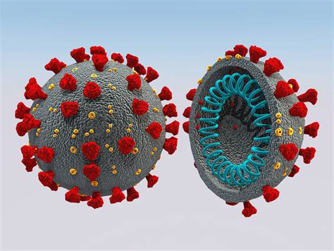 Corona Virus Covid D Model D Model Cgtrader