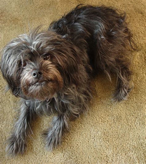 En Popüler Köpek Cinsleri ve Özellikleri Hakkında Her Şey Alem Dergisi