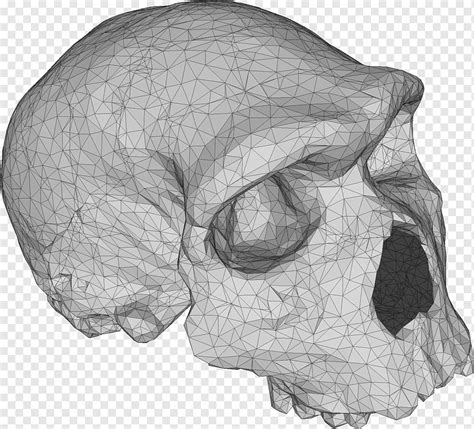 Texture Mapping Polygon Mesh Point Cloud D Scanner Drawing Mesh