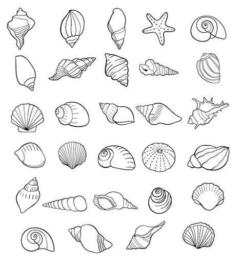 Premium Vector Set Of Seashells Drawing Outline Symbols Shells