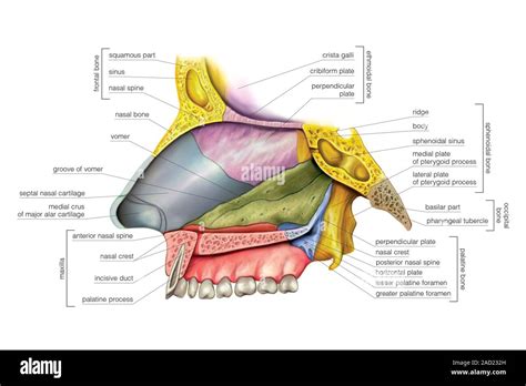 Illustration Of The Upper Respiratory Tract Nasal Cavity This Medial
