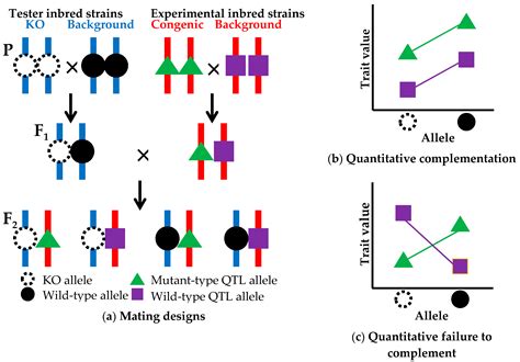 genes free full text a strategy for identifying quantitative trait genes using gene