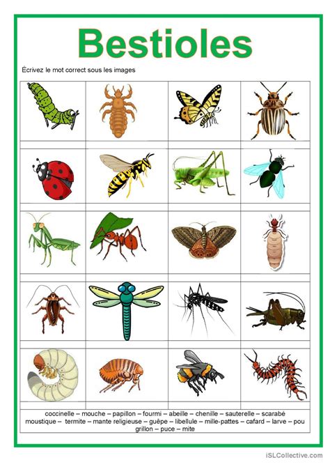 Dictionnaire d images Bestioles di Français FLE fiches pedagogiques