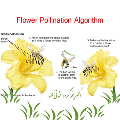 الگوریتم گرده افشانی گل ها flower pollination algorithm ⭐ متلبی