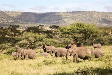 Tripadvisor 1 Tag NGORONGORO CRATER Tansania Safari National PARK