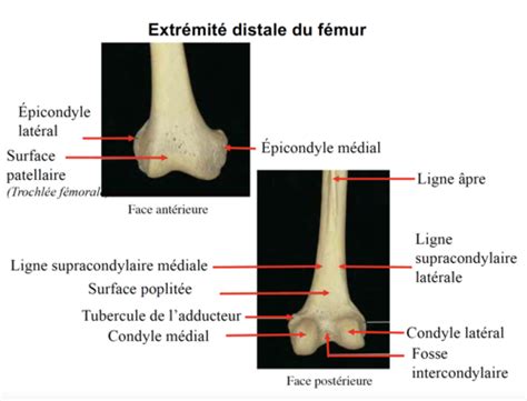 Os Genou Jambe Et Pied Flashcards Quizlet