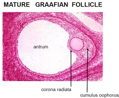In The Mature Or Graafian Follicle Of The Ovary Telegraph