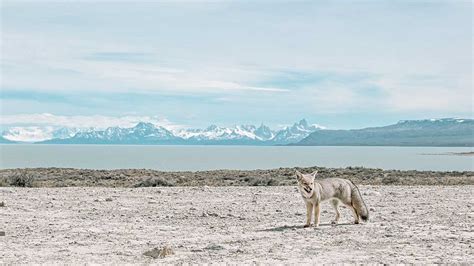 Las Mejores Excursiones En El Calafate Argentina Precios