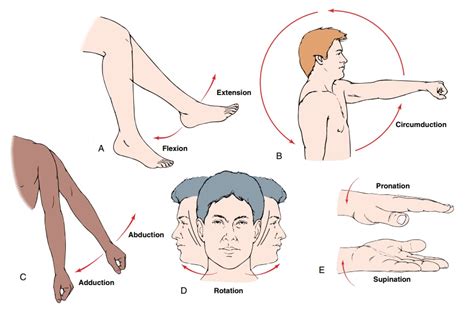 Rotation Movement