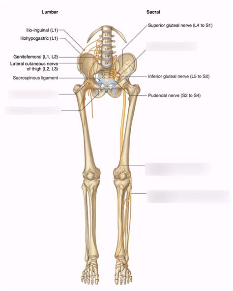 Lower Limb Nerves Diagram Quizlet