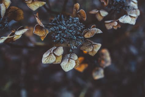 Free Images Tree Nature Branch Blossom Sunlight Leaf Flower