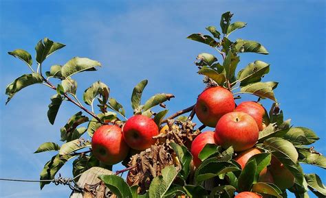 Manzana Rojo Cosecha De Acción Foto gratis en Pixabay Pixabay