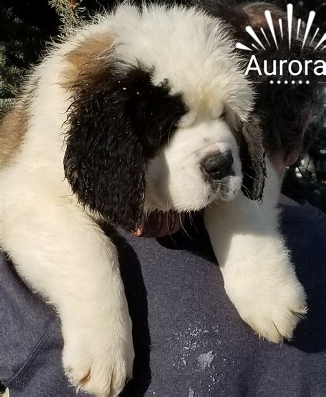 St Bernard Puppies For Sale Fairbanks Ak