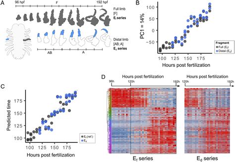 Distinct Gene Expression Dynamics In Developing And Regenerating