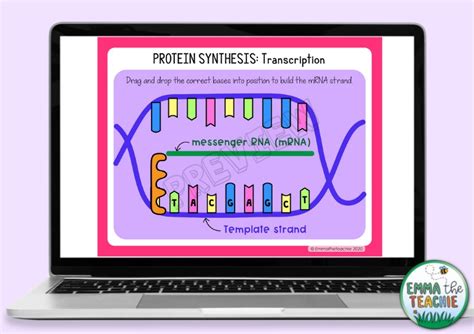 How To Teach Protein Synthesis Emmatheteachie