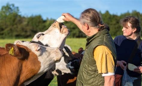 Miras Kalan Et Çiftliğindeki 59 İneği de Özgürlüğüne Kavuşturan Vegan