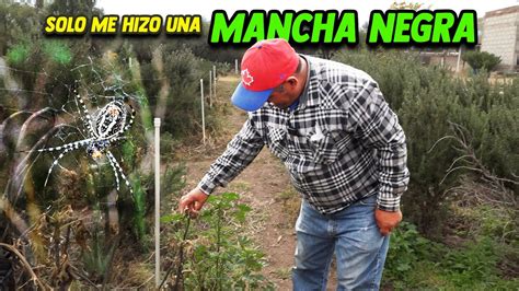 Se Ven PELIGROSAS Pero NO Lo SON YouTube