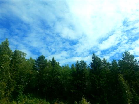 Fotos gratis paisaje árbol bosque césped desierto montaña nube