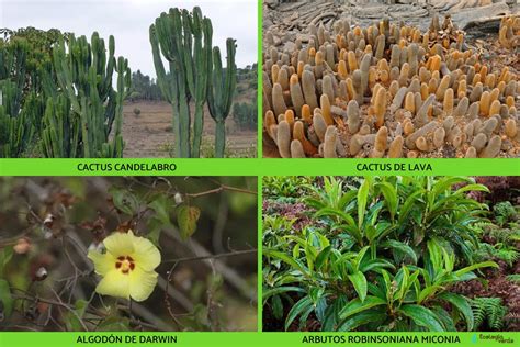 Flora y fauna de las Islas Galápagos Nombres y FOTOS