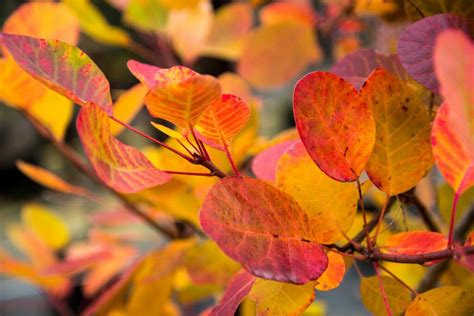 Smoke Bush Pruning Planting Care Plantura