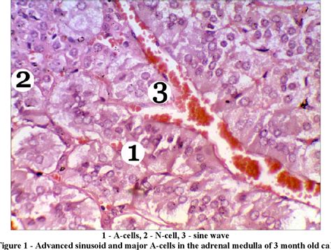 Table From The Age Histology Adrenal Medulla Of The Cattle Semantic