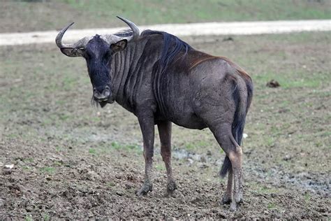 19 Facts About Gnu Facts Net