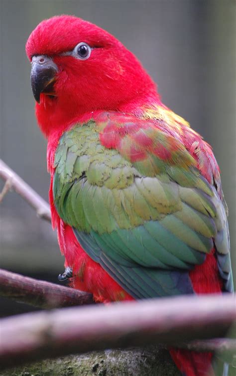 Chattering Lory Wallpapers Wallpaper Cave