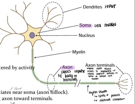 Neuro Neurons Glia Histology Of Ns Flashcards Quizlet