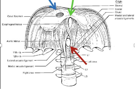 Sectional Anatomy Exam Flashcards Quizlet