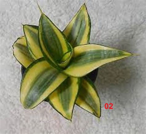 Mudas De Mini Espada de São Jorge Variegata Dourada Golden Belli Plantas