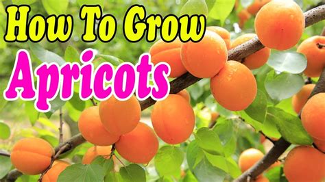 How To Grow An Apricots Plant From Seeds YouTube