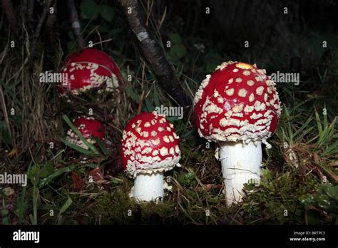 Fly Agaric Fungus Stock Photo Alamy