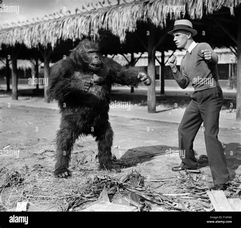1930 El hombre lucha puñetazos en el hombre con traje de gorila gorila