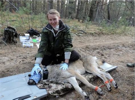 Descubrimiento en Chernóbil Lobos mutantes desarrollan genomas